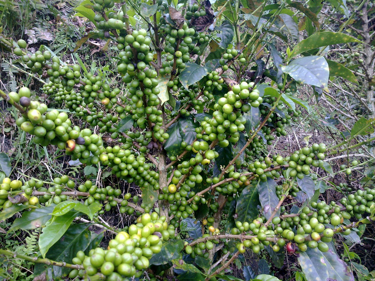 Le café vert est-il efficace pour maigrir